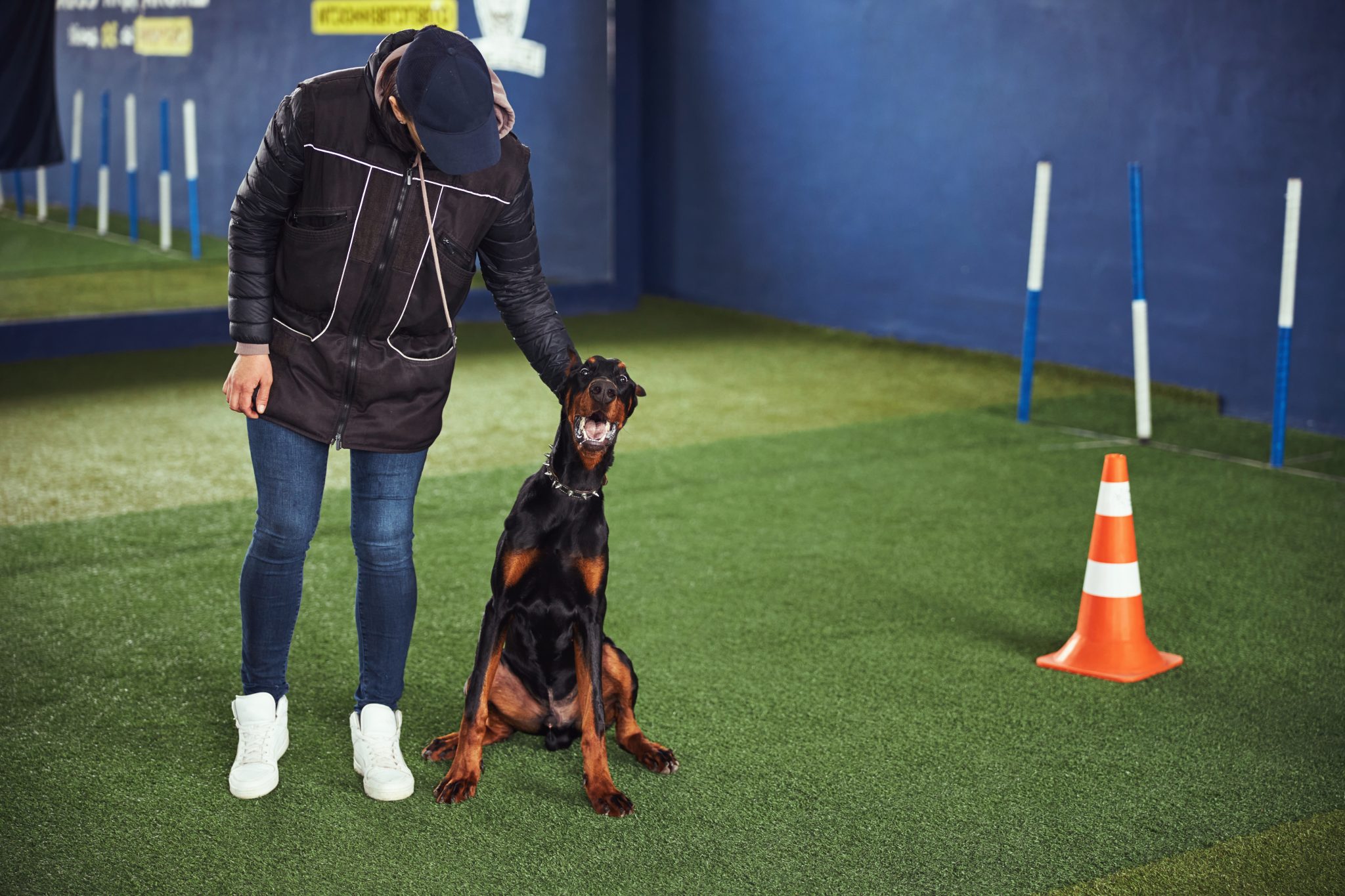 The Secrets to Successful Dog Obedience Training: Tips from the Pros ...